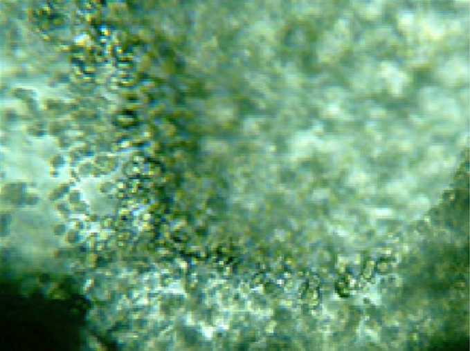 Bioanalytical Systems Laboratory (BASyL)